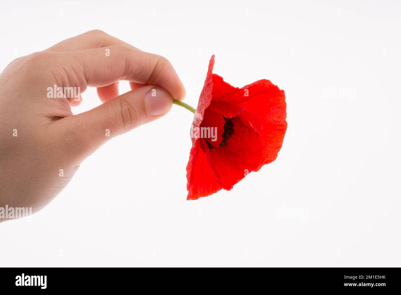 Hand holding poppy hi-res stock photography and images - Alamy