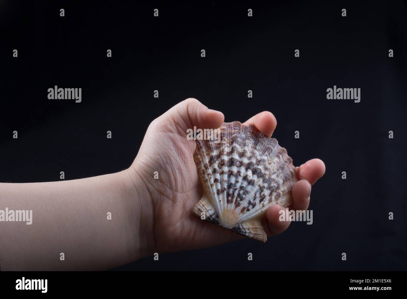 Hand holding beautiful seashell in hand on black Stock Photo - Alamy