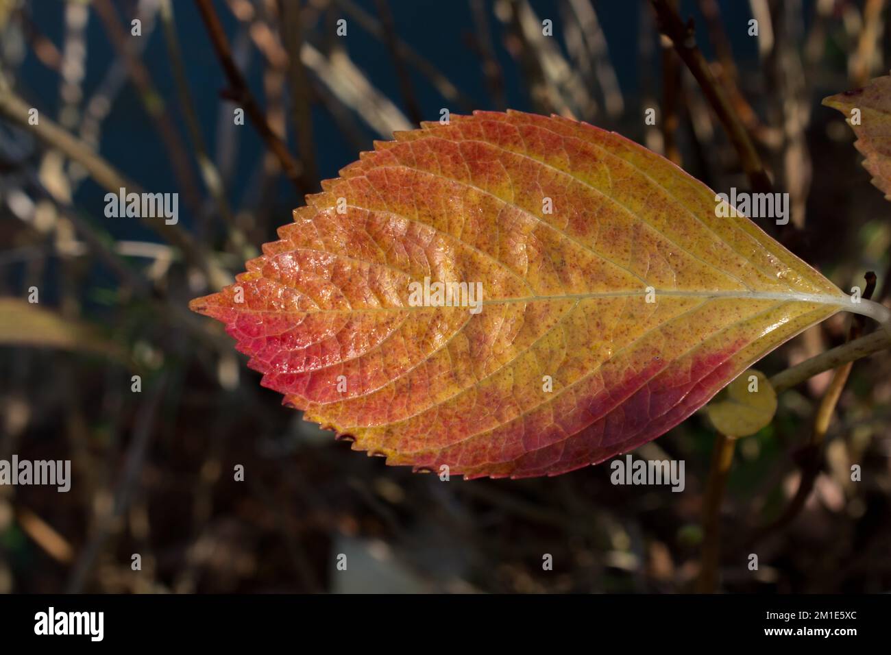 One autumn leaf hi-res stock photography and images - Alamy