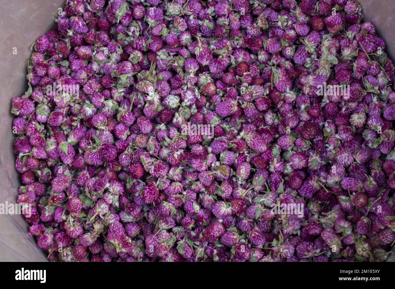 Beautiful colorful natural flowers in dry form Stock Photo - Alamy