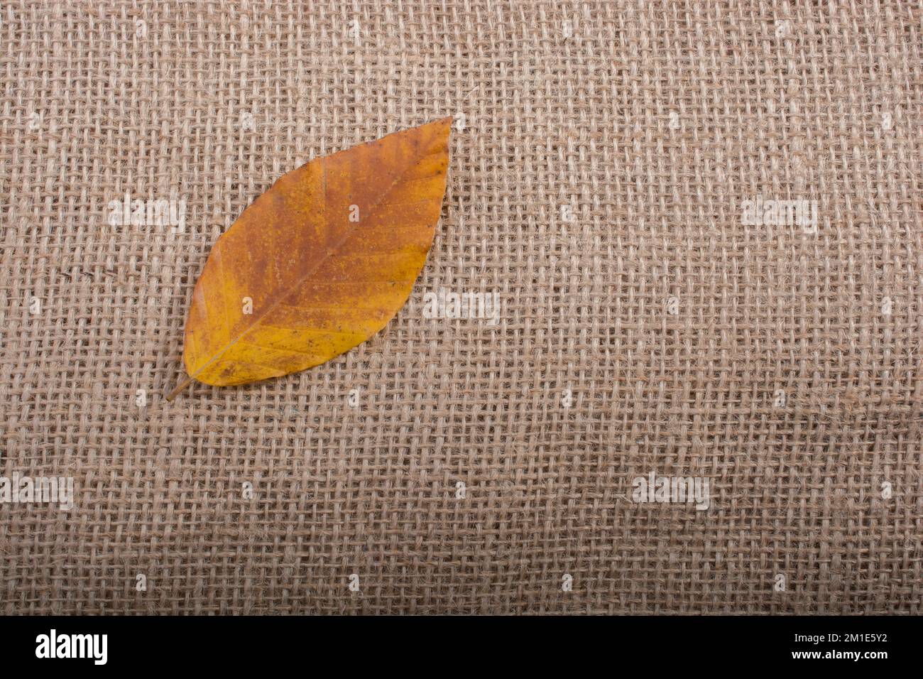 One dry leaf hi-res stock photography and images - Alamy