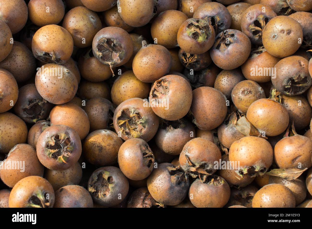 Freshly picked up ripe medlar (mespilus germanica) fruit species Stock ...