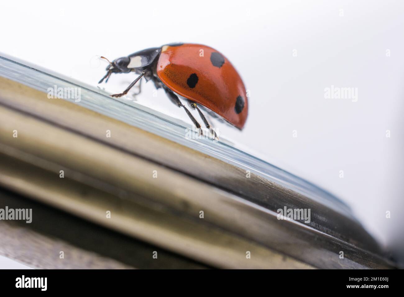 Beautiful photo of red ladybug walking around objects Stock Photo - Alamy
