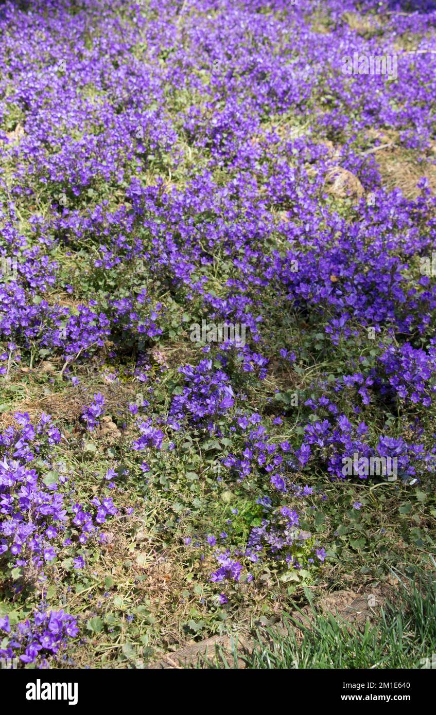 Blooming flowers make a floral background texture Stock Photo - Alamy