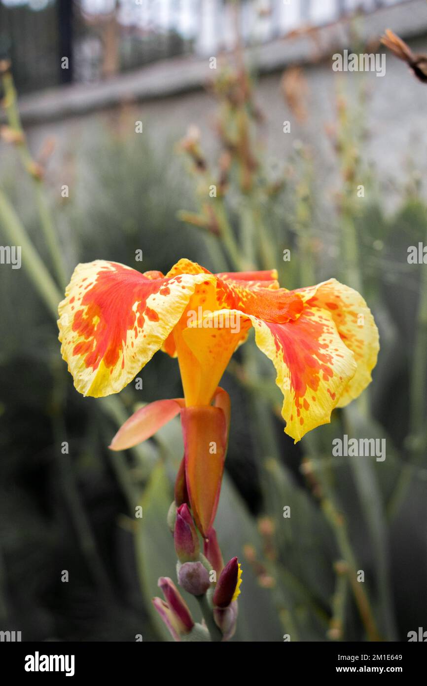 Beautiful colorful natural spring flower in view Stock Photo - Alamy
