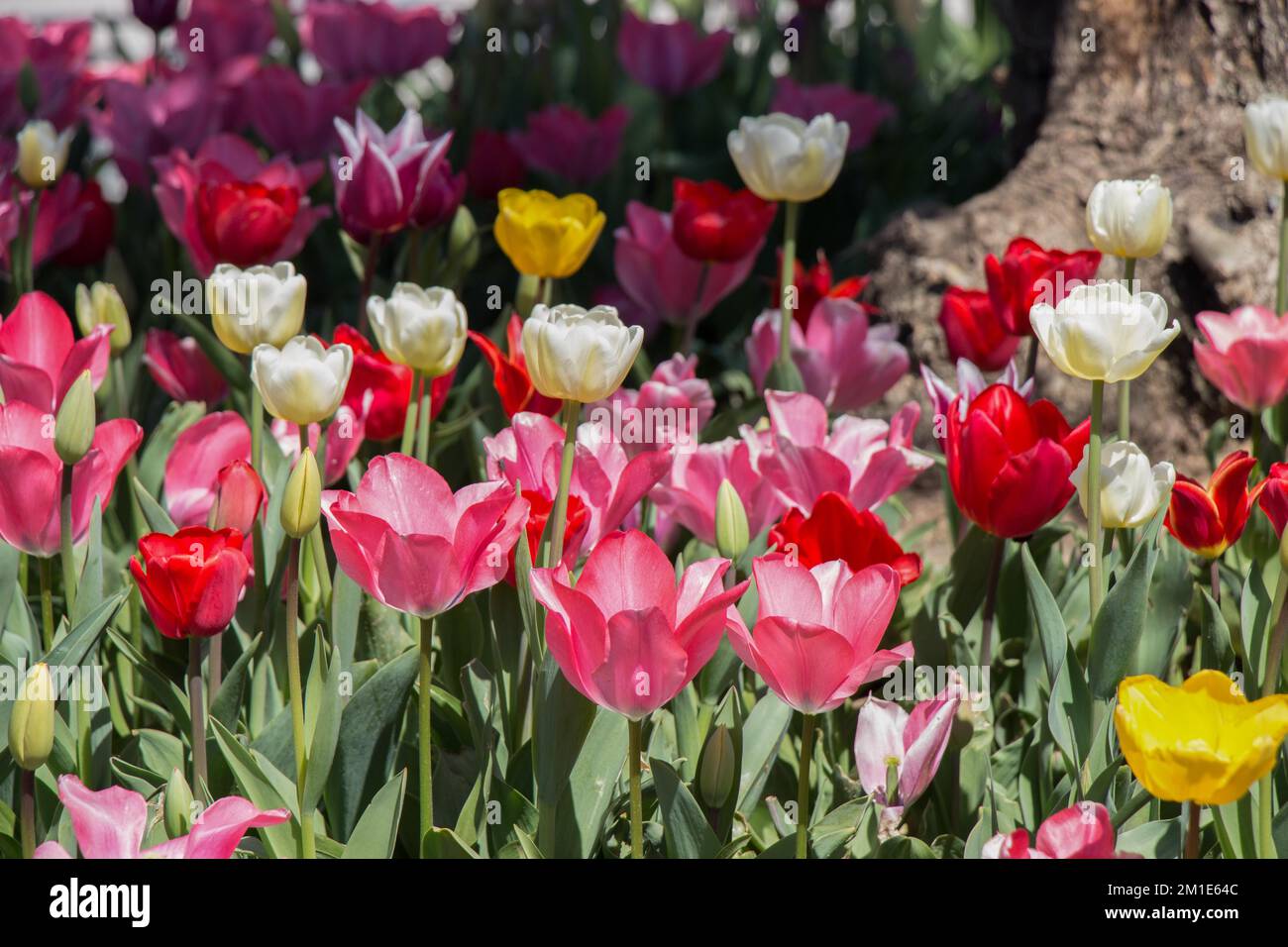 Tulip Flowers Blooming in Spring Season Stock Photo - Alamy