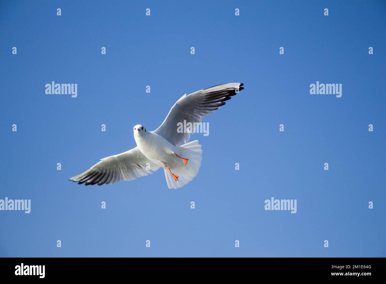Seagull is flying in sky over the sea waters Stock Photo - Alamy
