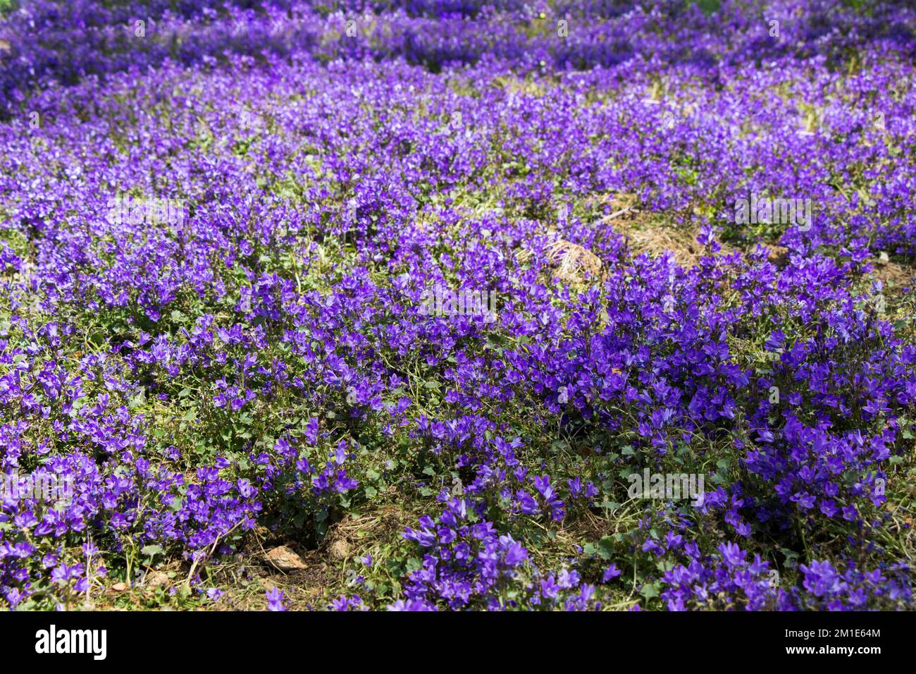 Blooming flowers make a floral background texture Stock Photo - Alamy