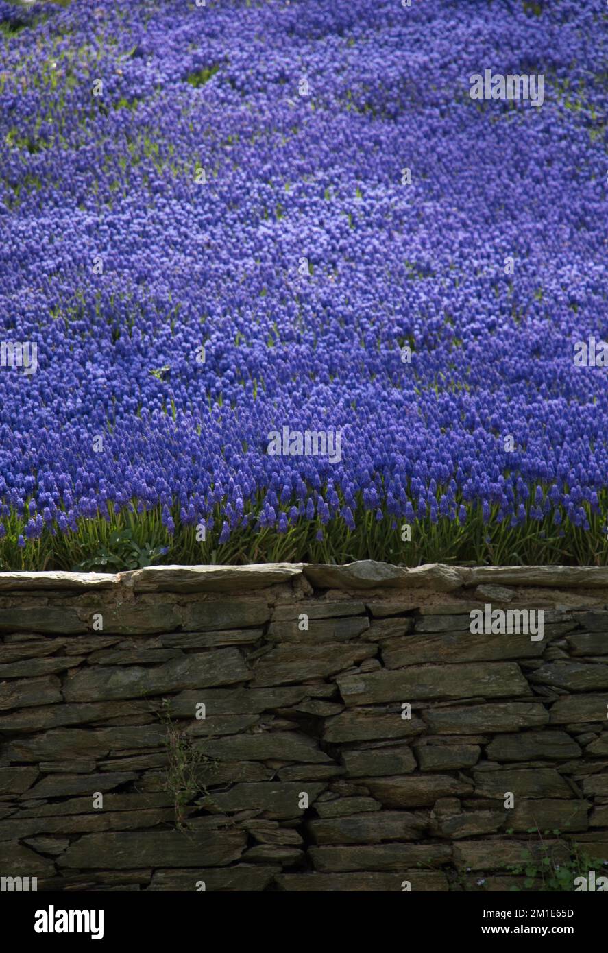 Blooming flowers make a floral background texture Stock Photo - Alamy