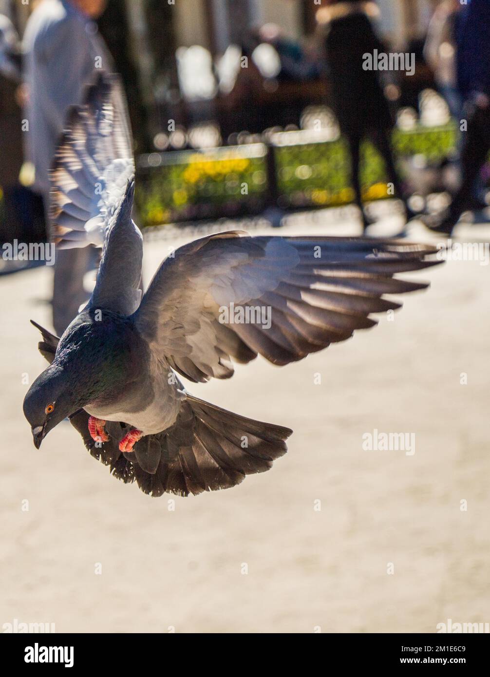 Single pigeon in the air with wings wide open Stock Photo - Alamy