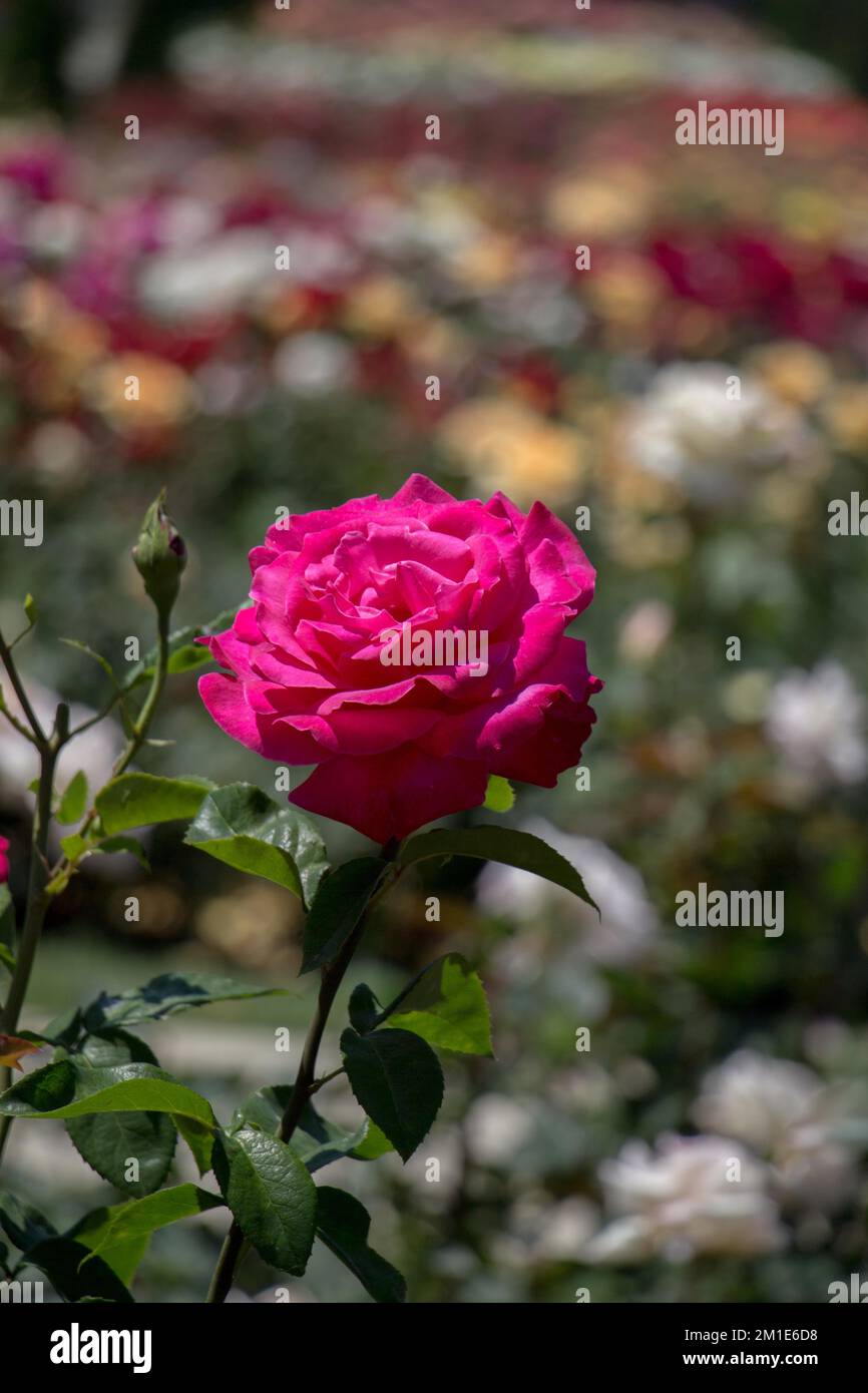 Rose garden full of beautiful fresh roses Stock Photo - Alamy