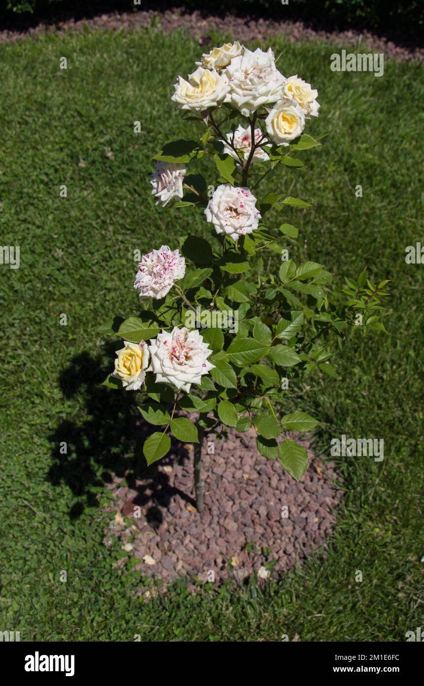 Tree with roses hi-res stock photography and images - Alamy