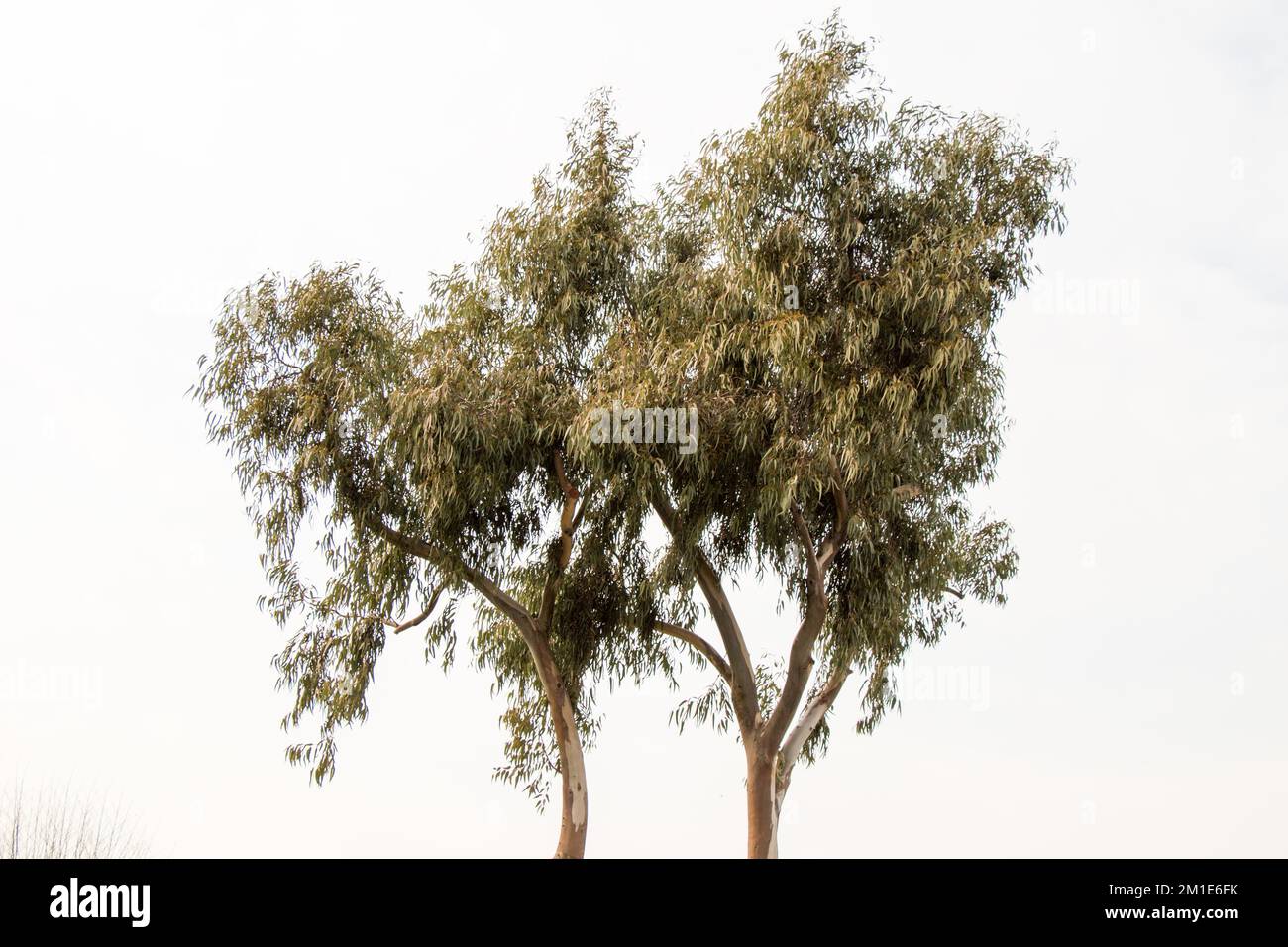 Part tree in garden hi-res stock photography and images - Alamy