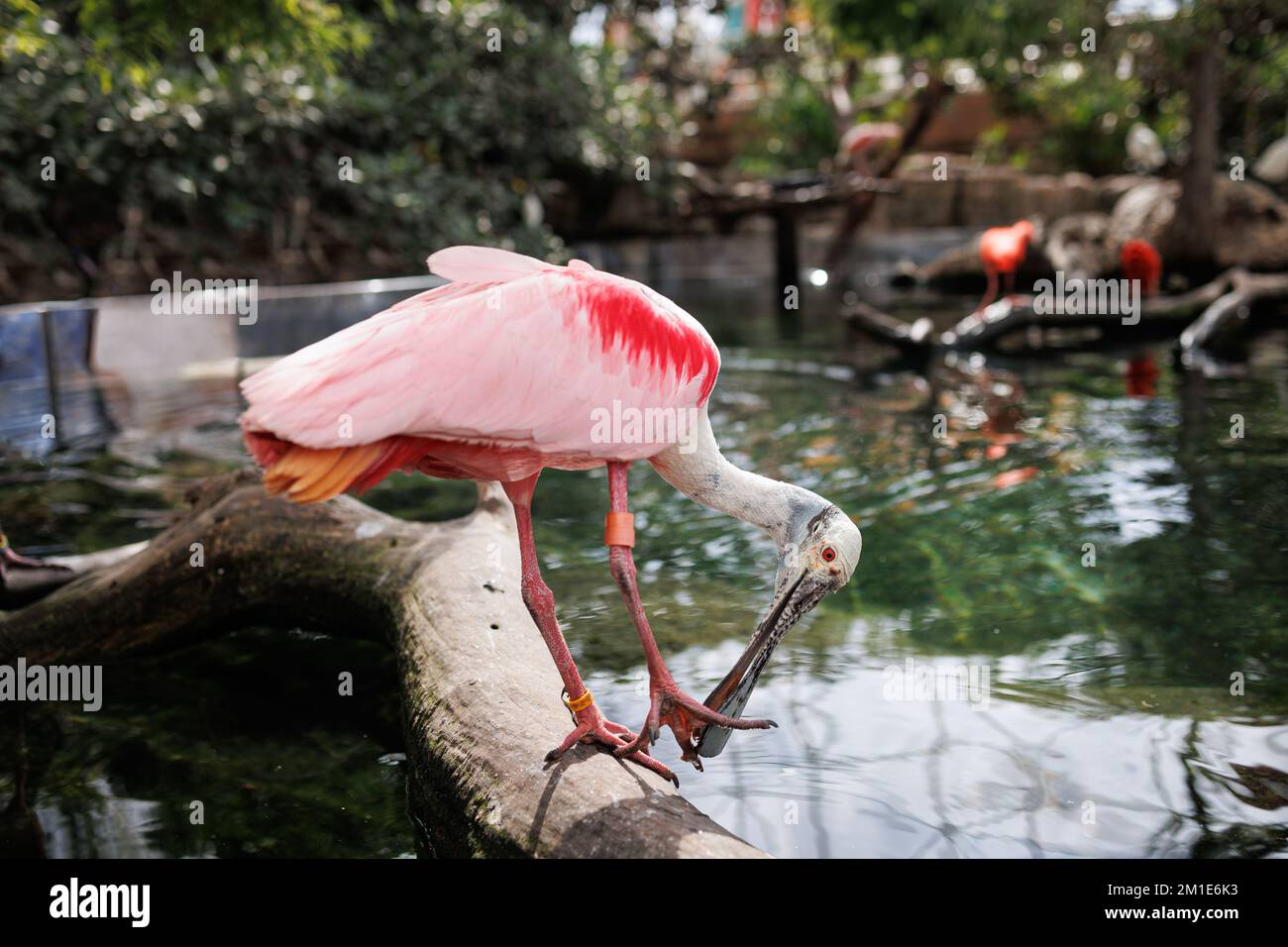 Roseate Spoonbill, Platalea ajaja, a Gregarious Wading Bird of the Ibis ...