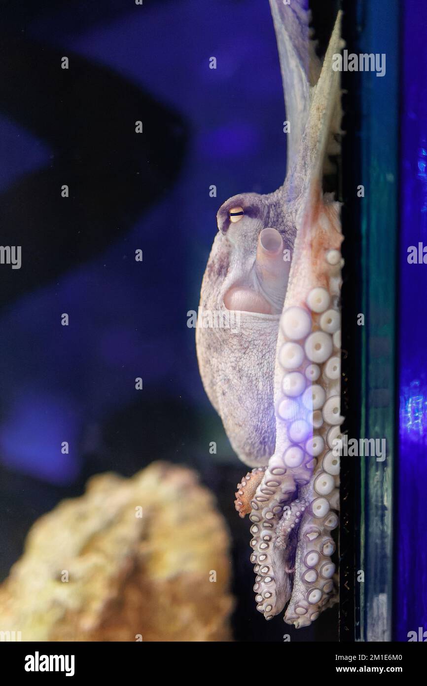 Gray Octopus with Long Tentacles attached to the wall of the Aquarium ...