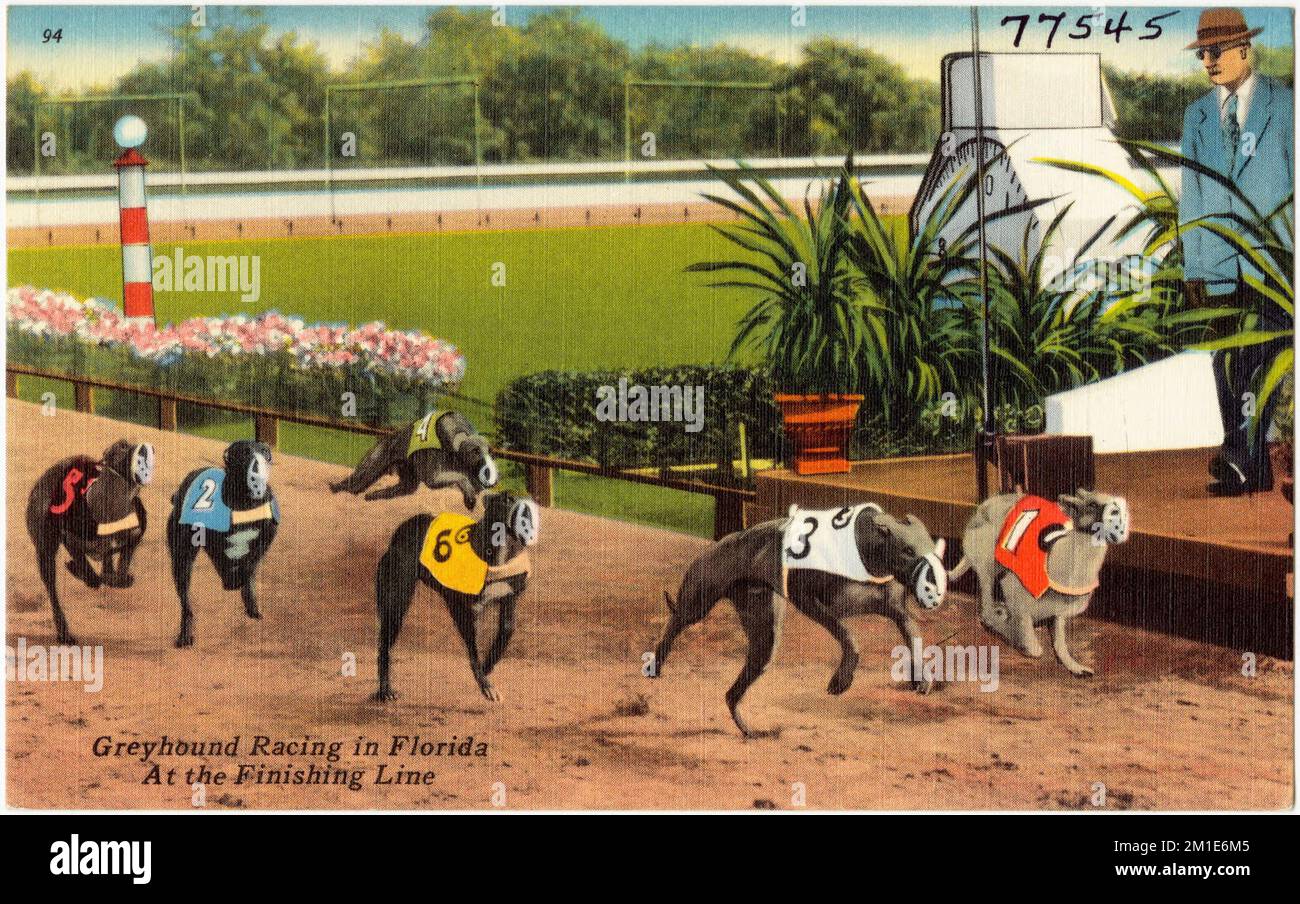 Greyhound racing in Florida at the finishing line , Tichnor Brothers ...