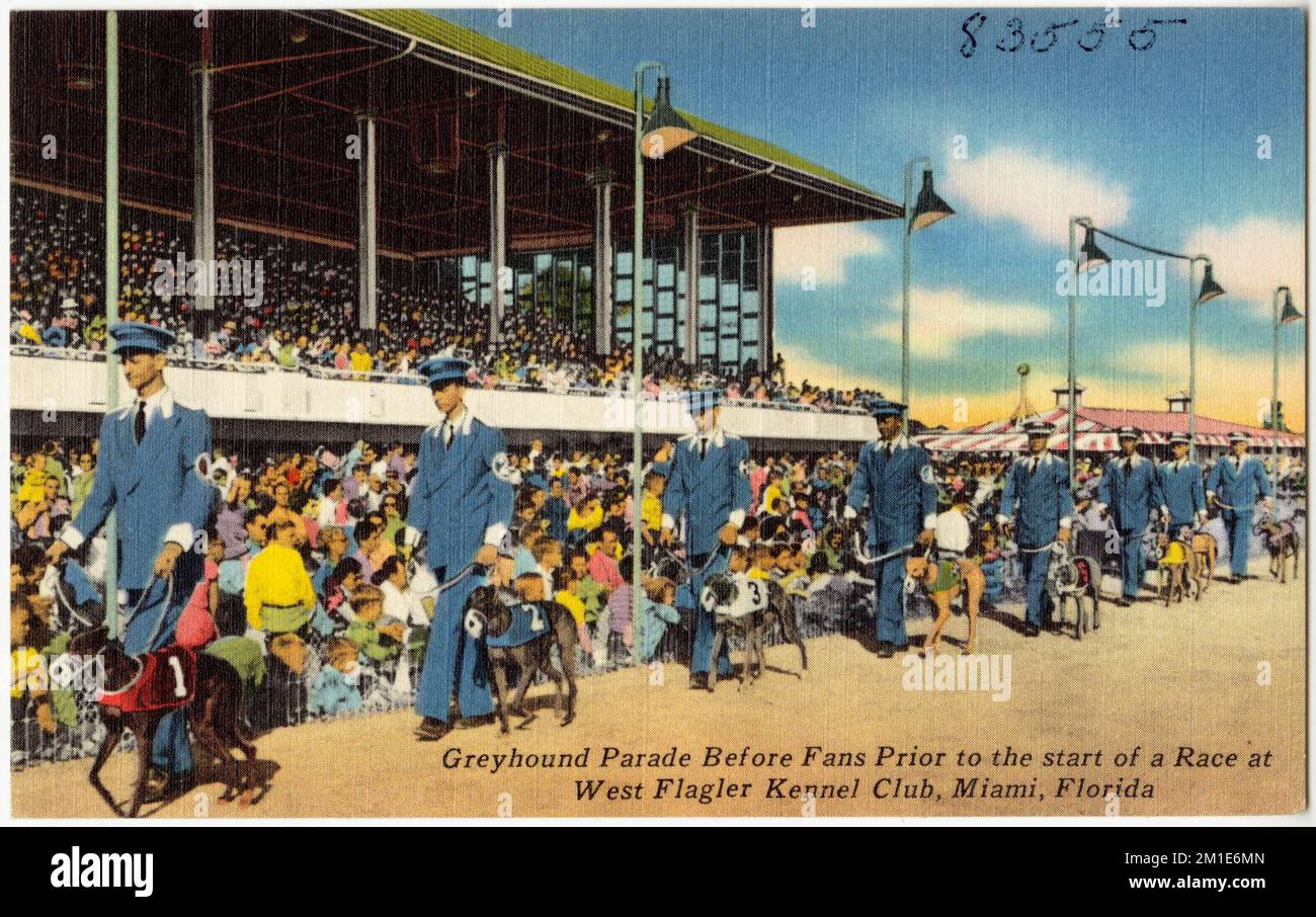 Greyhound parade before fans prior to the start of a race at West ...
