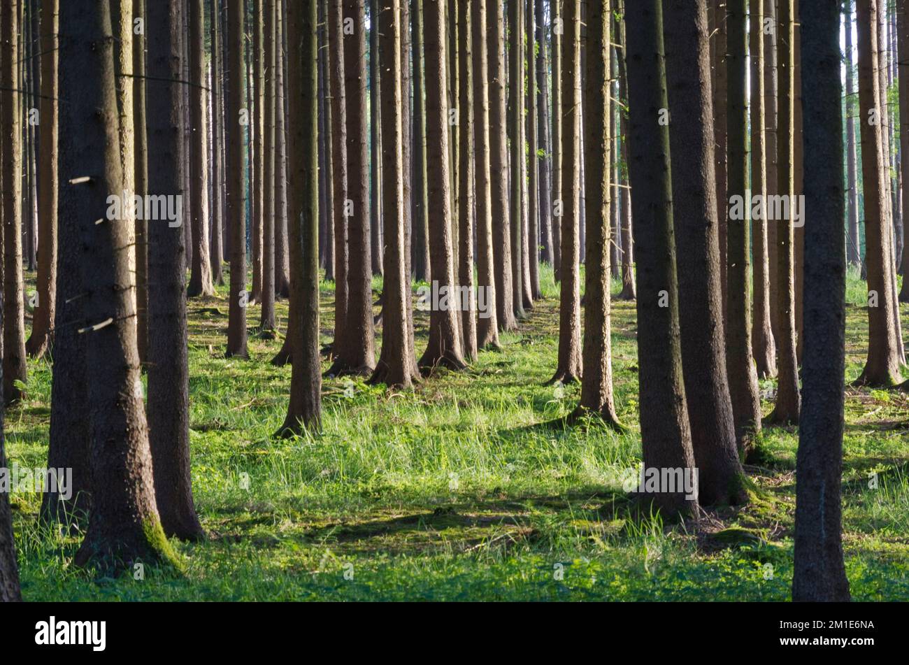 Trunks of trees in a dense forrest in the last light of the day Stock ...