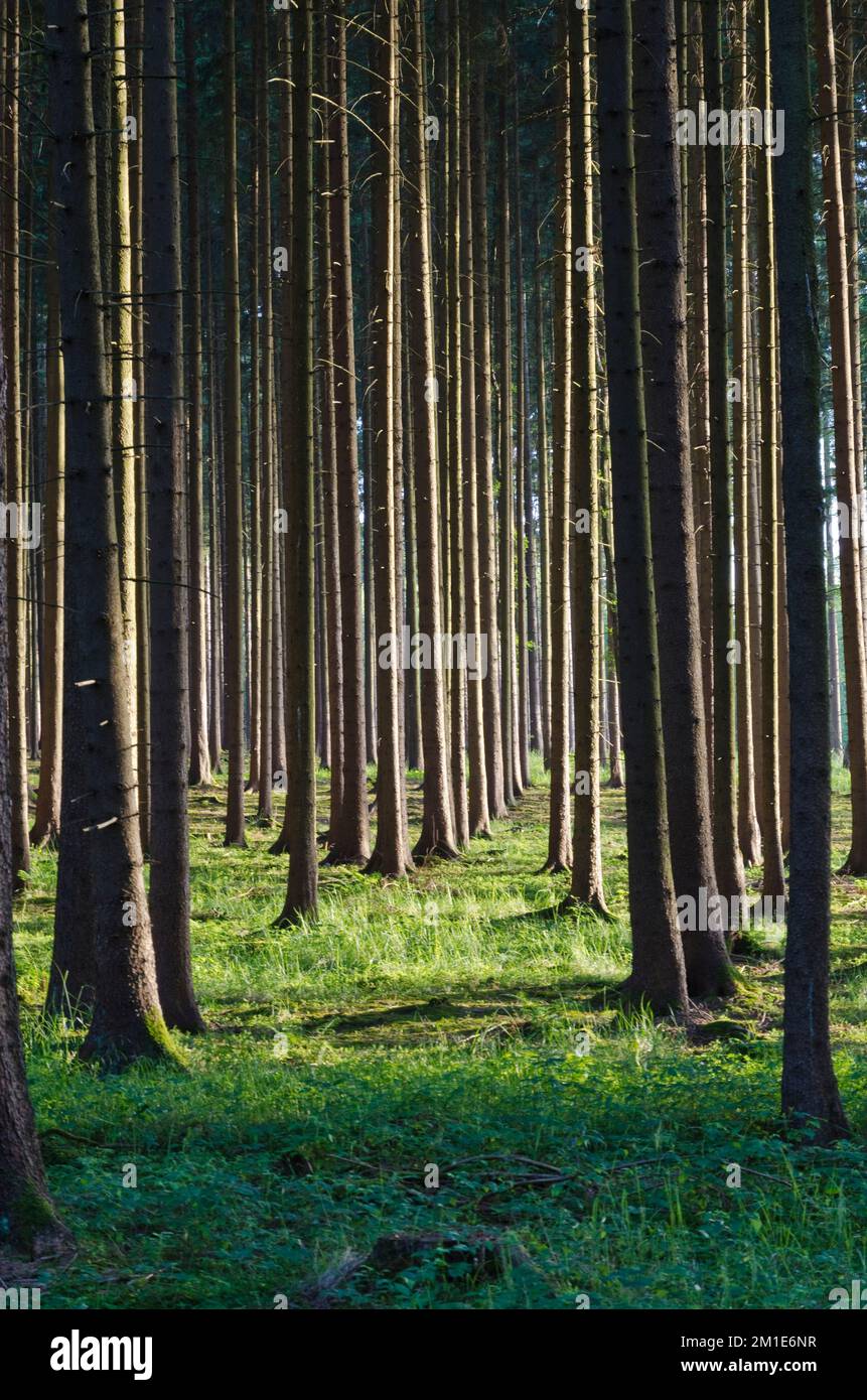 Trunks of trees in a dense forrest in the last light of the day Stock ...