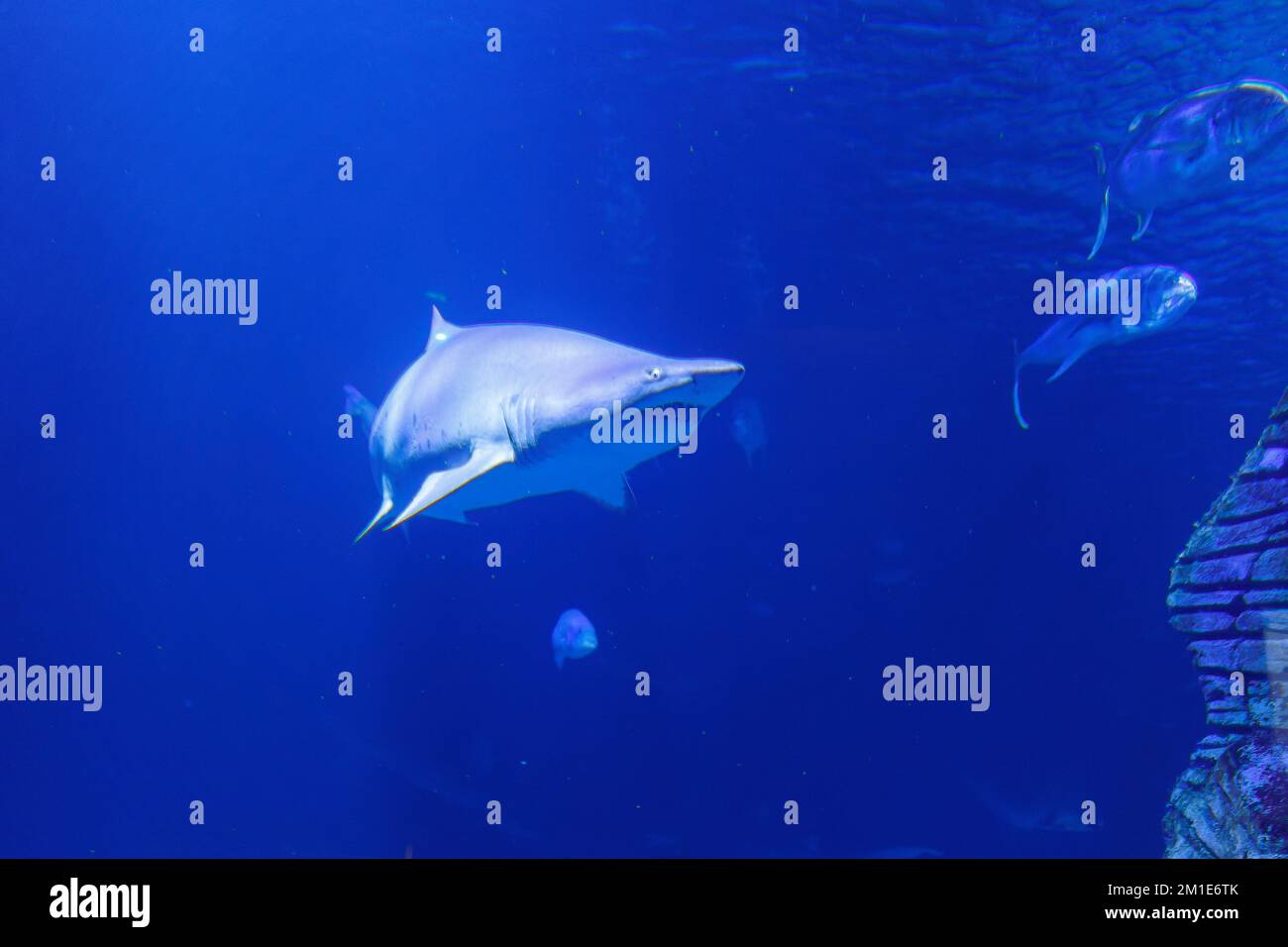 Medium Sized Shark inside an Aquarium, Fish Theme Stock Photo - Alamy