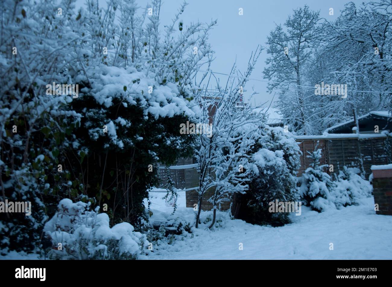 Snow in London - Bushes covered in snow, Back gardens, London, UK Stock ...