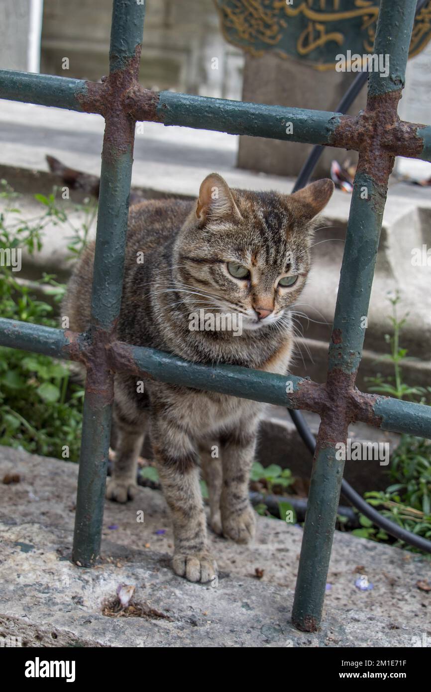 Stray cat in the street Stock Photo - Alamy