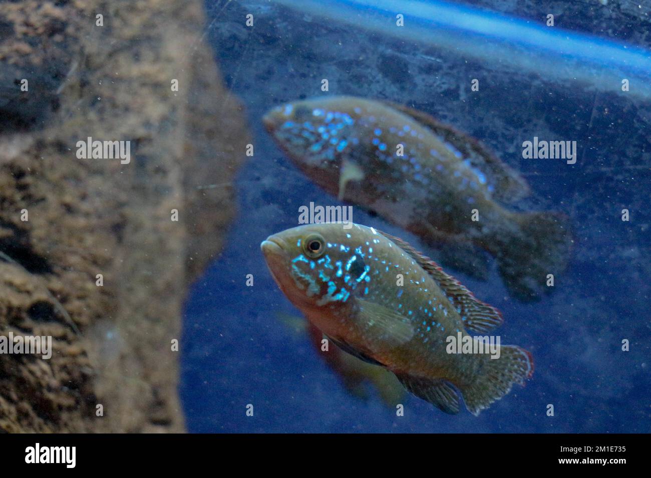 Beautiful colorful fish swims in the aquarium environment Stock Photo ...
