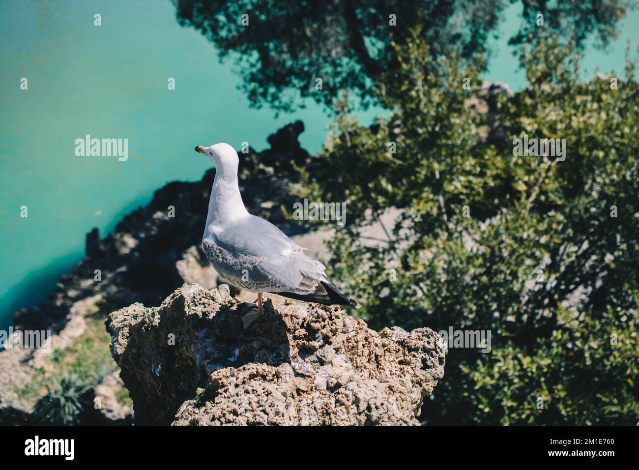 Single seagull as a wild sea bird in the view Stock Photo - Alamy