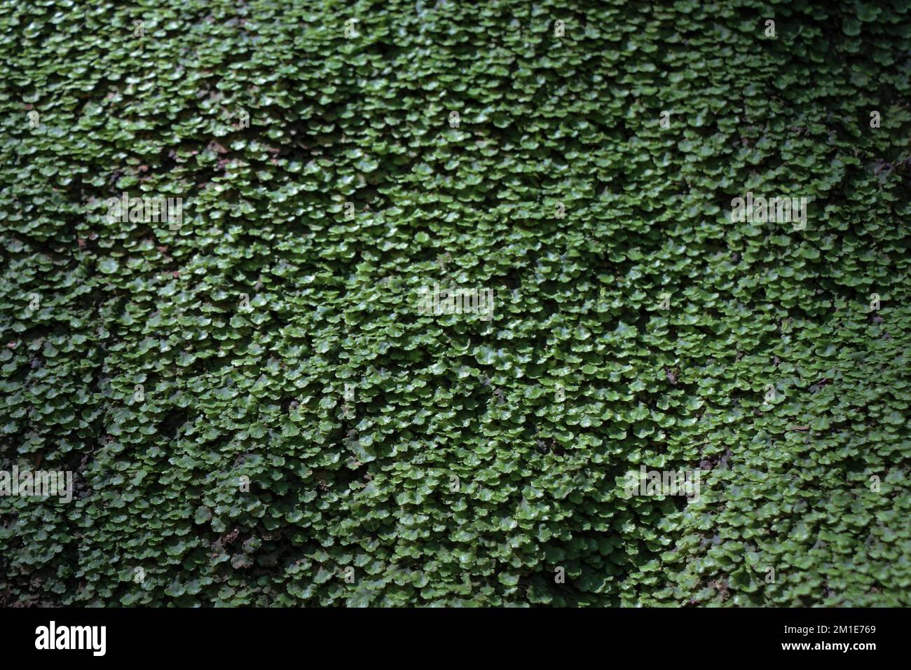 Green leaves of the spring season Stock Photo - Alamy