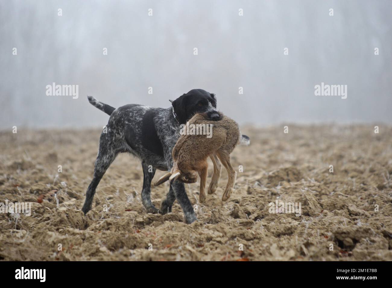 Hunting dog German Wirehaired retrieves hare (Lepus europaeus) Lower ...