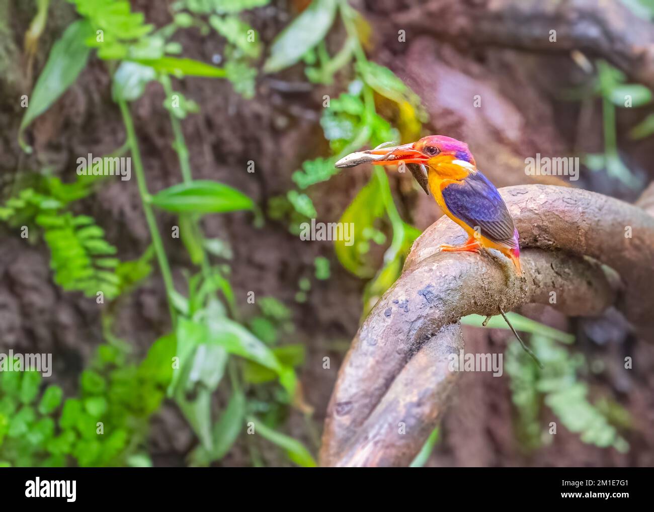A colorful three-toed forest kingfisher (Ceyx erithaca) bird resting on ...