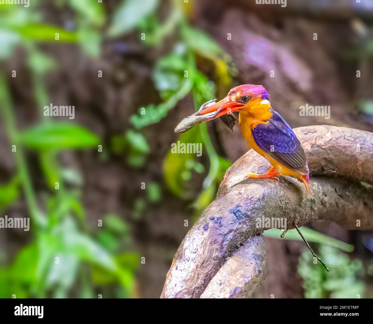 A colorful three-toed forest kingfisher (Ceyx erithaca) bird resting on ...