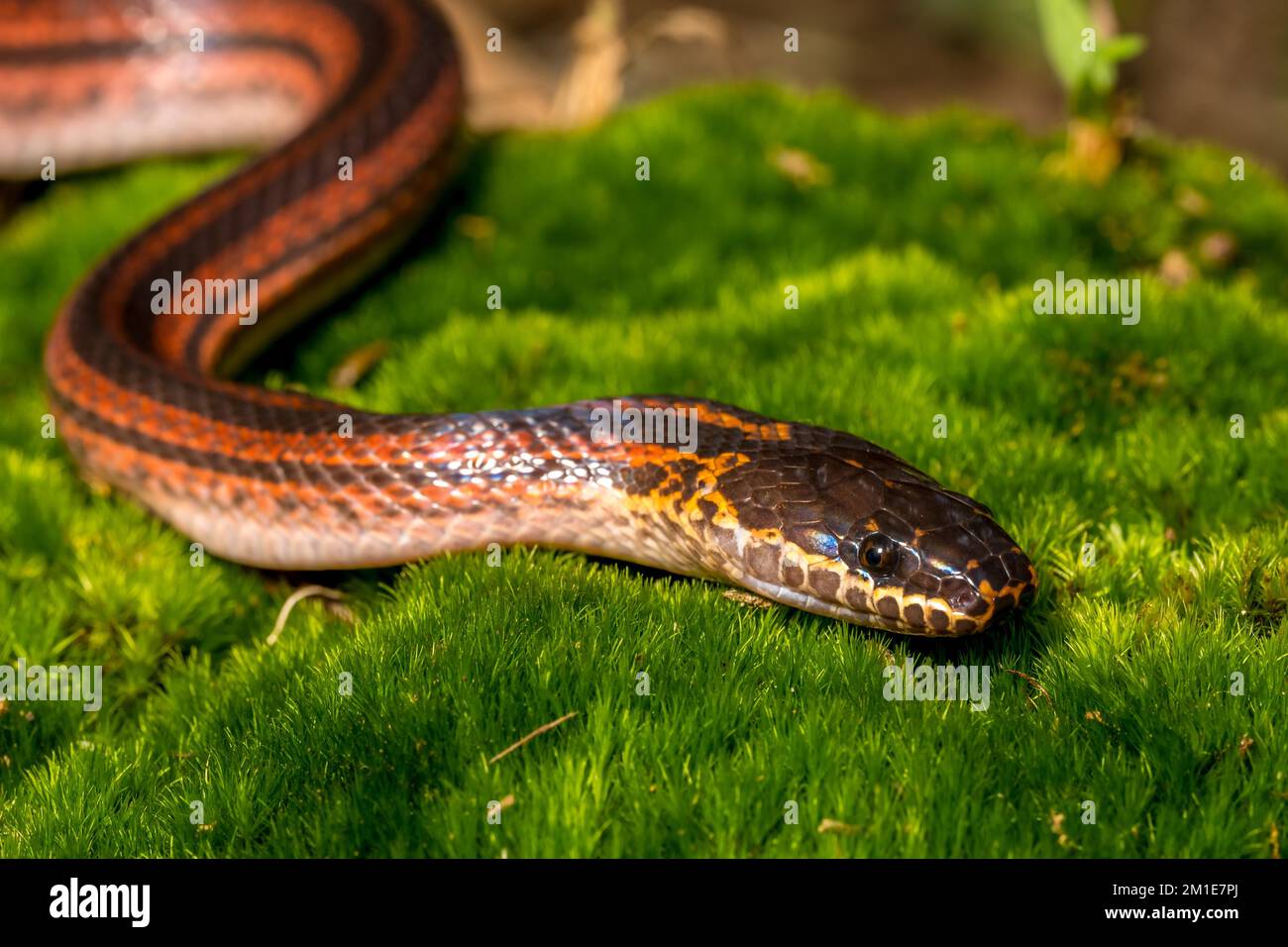 Madagascar three striped ground snake hi-res stock photography and ...
