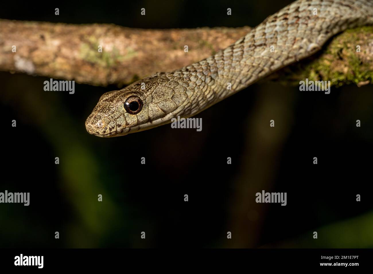Poison snake (Ithycyphus miniatus), Marojejy National Park, Madagascar ...