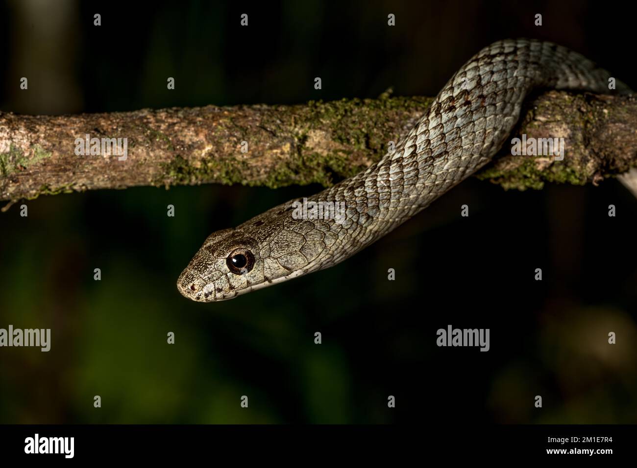 Poison snake (Ithycyphus miniatus), Marojejy National Park, Madagascar ...