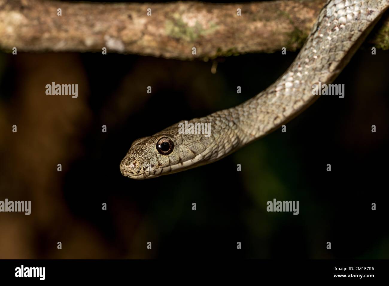 Poison snake (Ithycyphus miniatus), Marojejy National Park, Madagascar ...