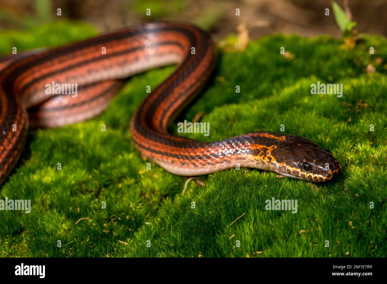 Madagascar Three-striped Ground Snake (Pseudoxyrhopus tritaeniatus ...