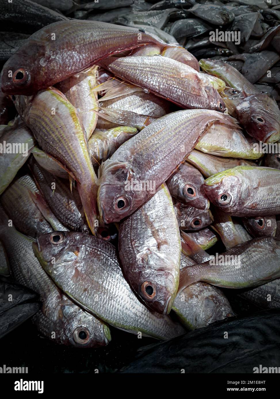 fish, a lot of Dried fish on a rope n the market, sardines fish at the ...