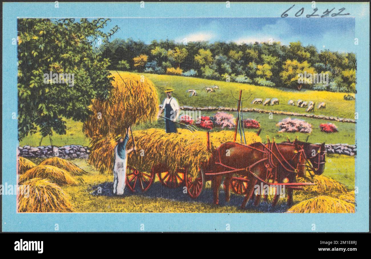 Harvesting hay onto a horse-drawn cart , Horses, Carts & wagons, Hay ...