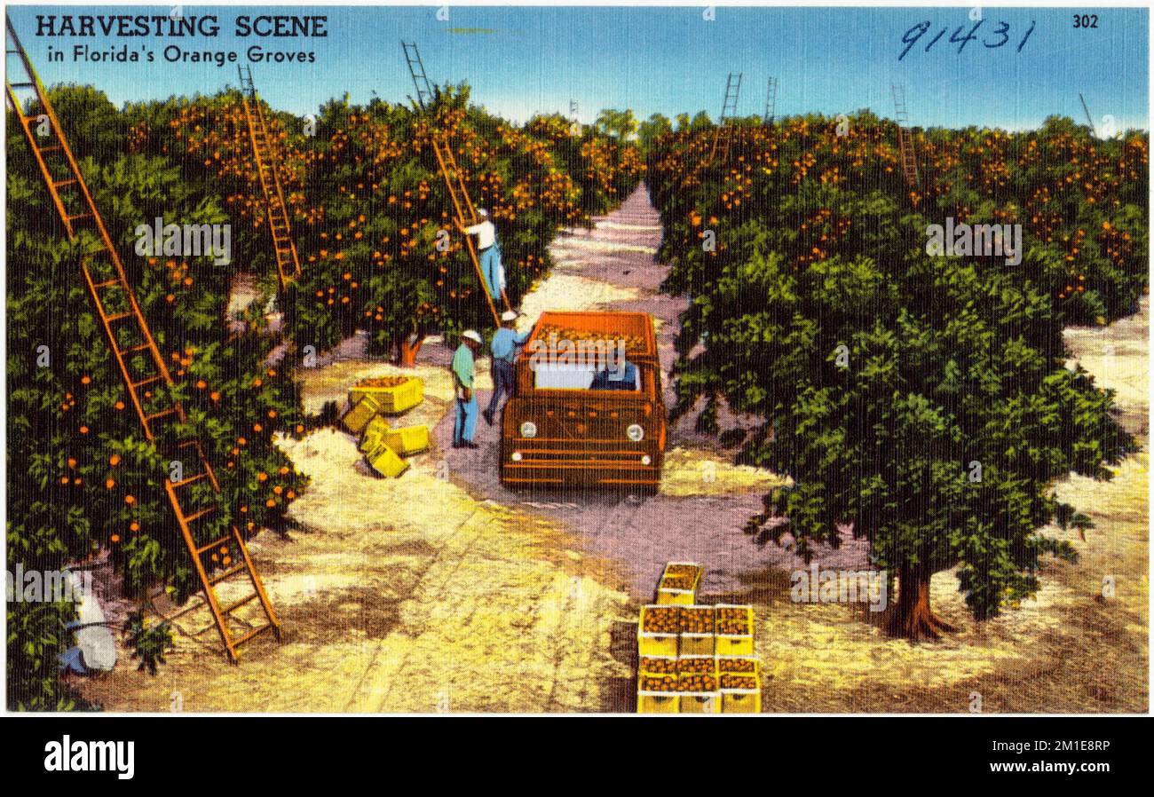 Harvesting scene in Florida's orange groves , Industrial facilities ...