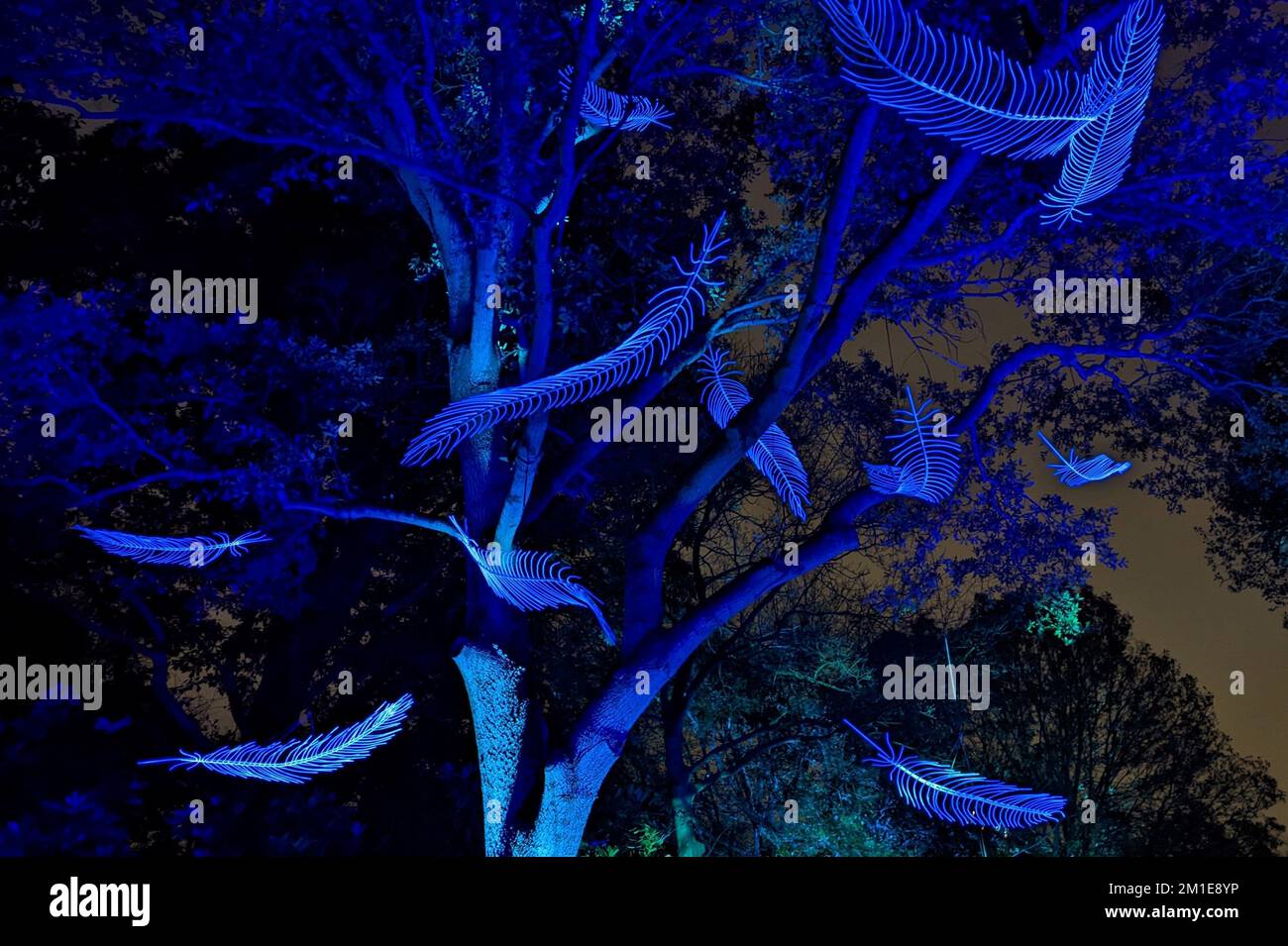 Blue feathers at Kew Gardens Stock Photo - Alamy