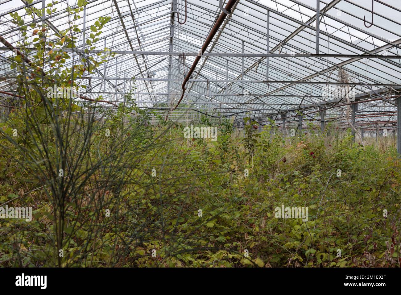 A damaged and neglected agricultural greenhouse with lots of clutter and overgrown shrubs and ...