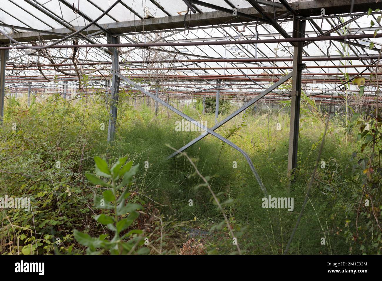 Damaged and neglected agricultural greenhouse with lots of clutter and overgrown shrubs and ...