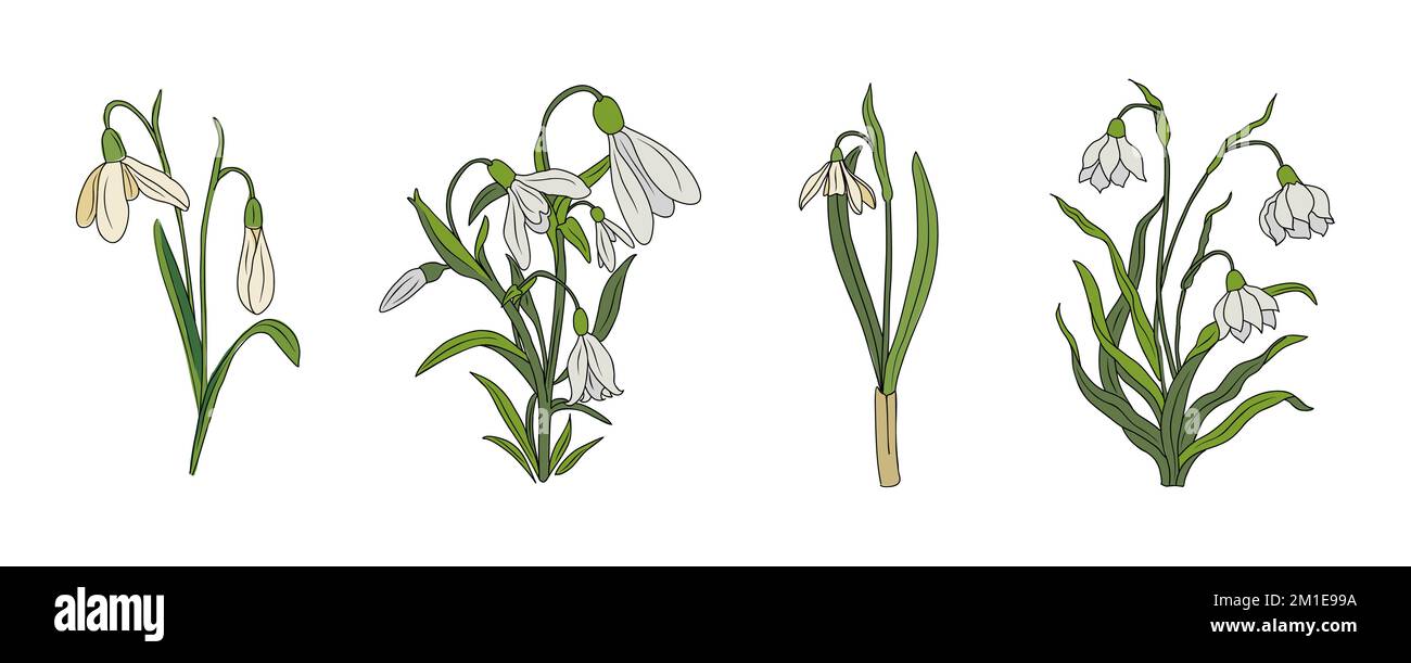 Botanical set of Snowdrop January birth month flowers Stock Vector ...