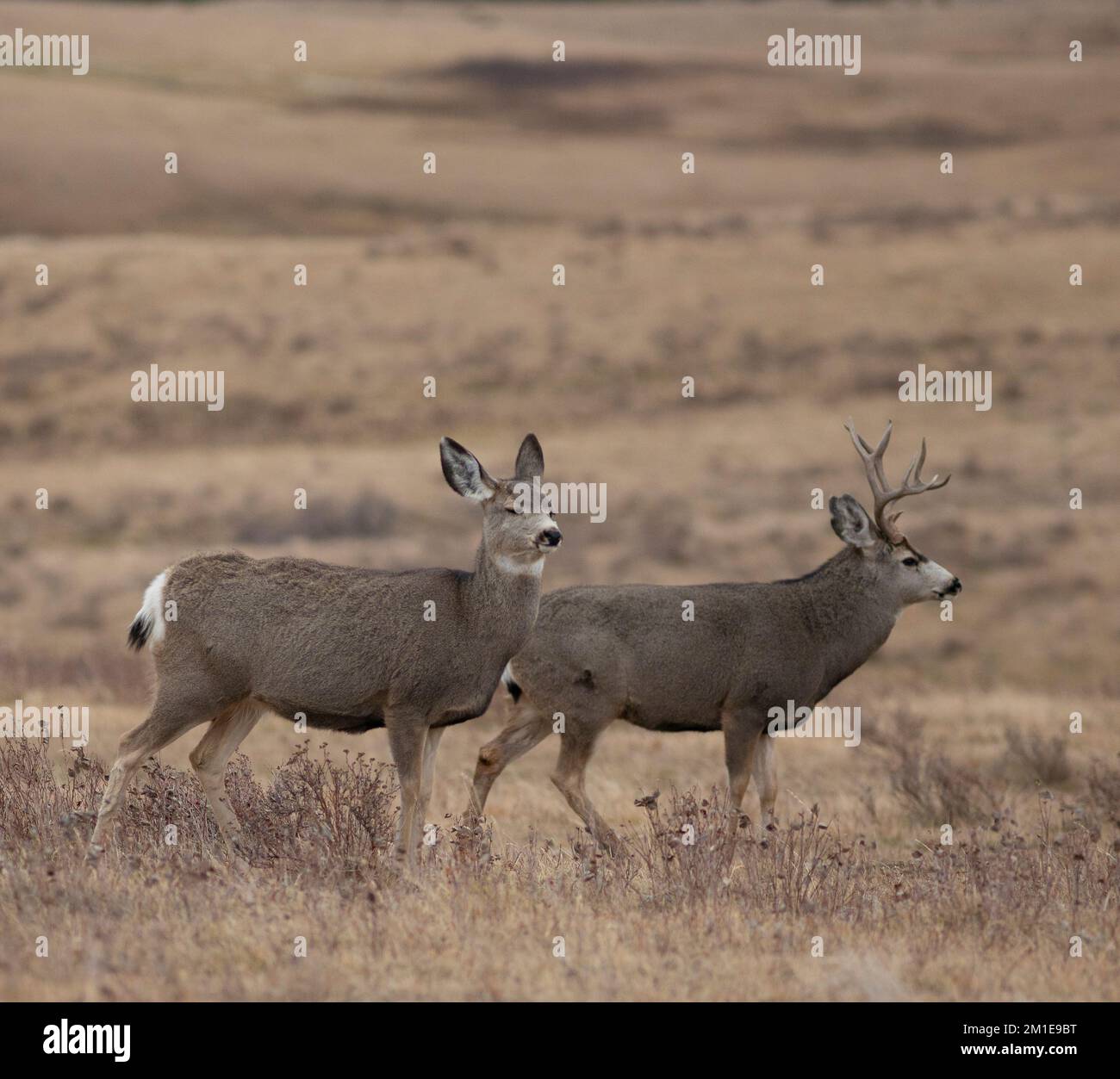 Montana mule deer buck and doe in the rut with copy space above Stock ...