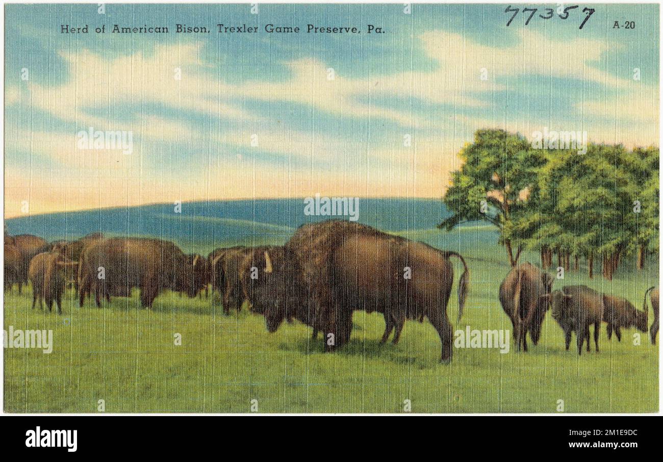 Herd of American Bison, Trexler Game Preserve, Pa. , Tichnor Brothers ...