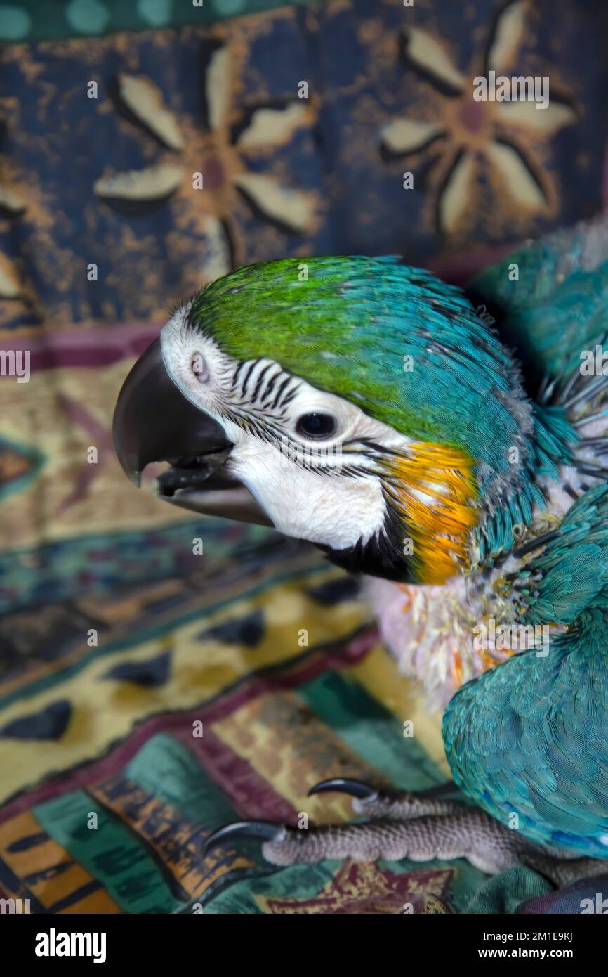 Hand reared baby Blue and Gold Macaw sitting on colourful couch Stock ...