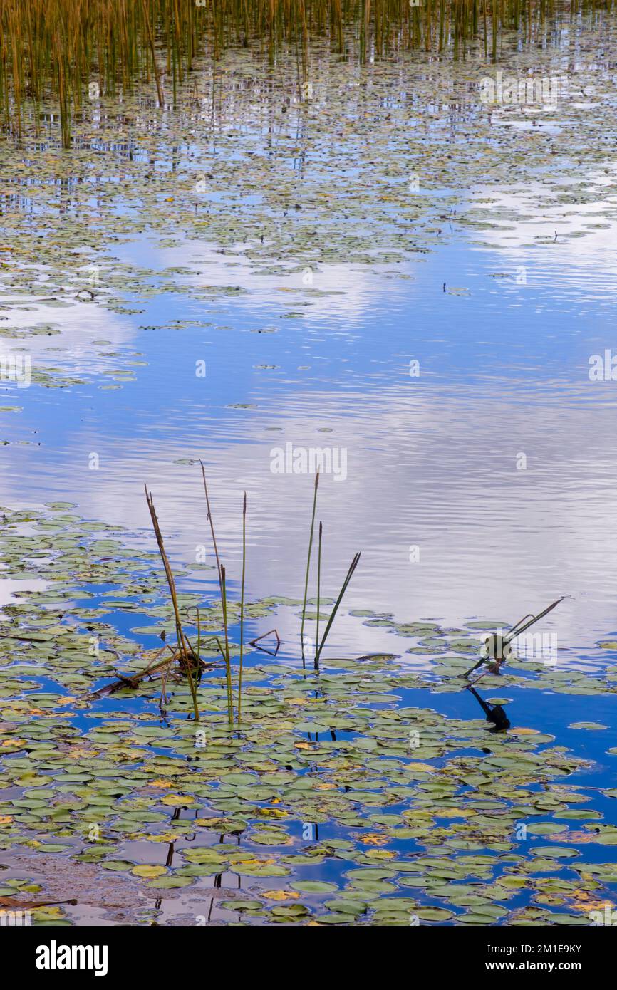 Reflections and aquatic plants in water on the Atherton Tableland in ...