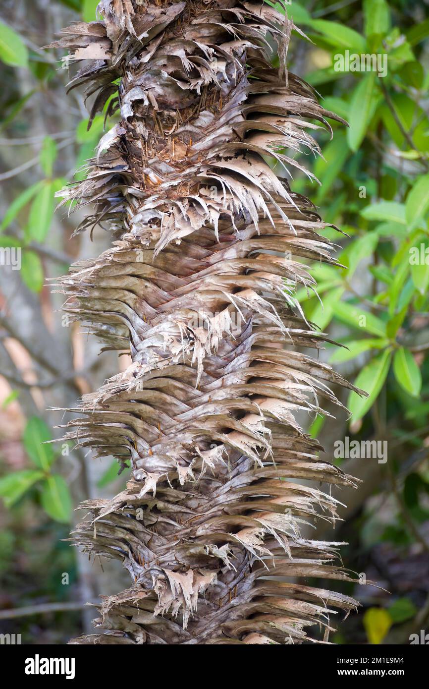 Natural spiral pattern on pam tree trunk on the Atherton Tablelan in ...