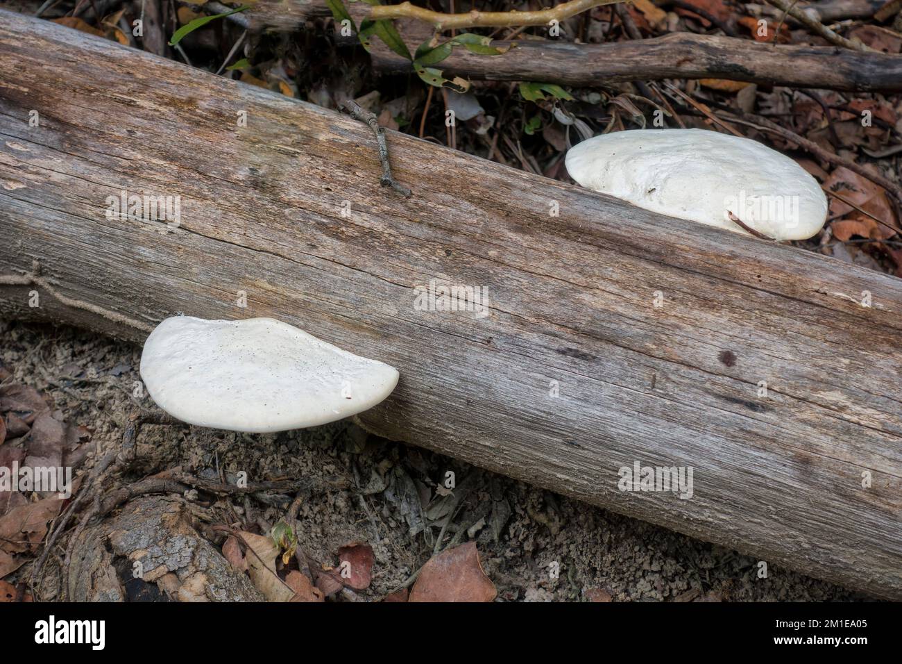 Shelf fungi growing on afallen log near Kuranda in Tropical North ...